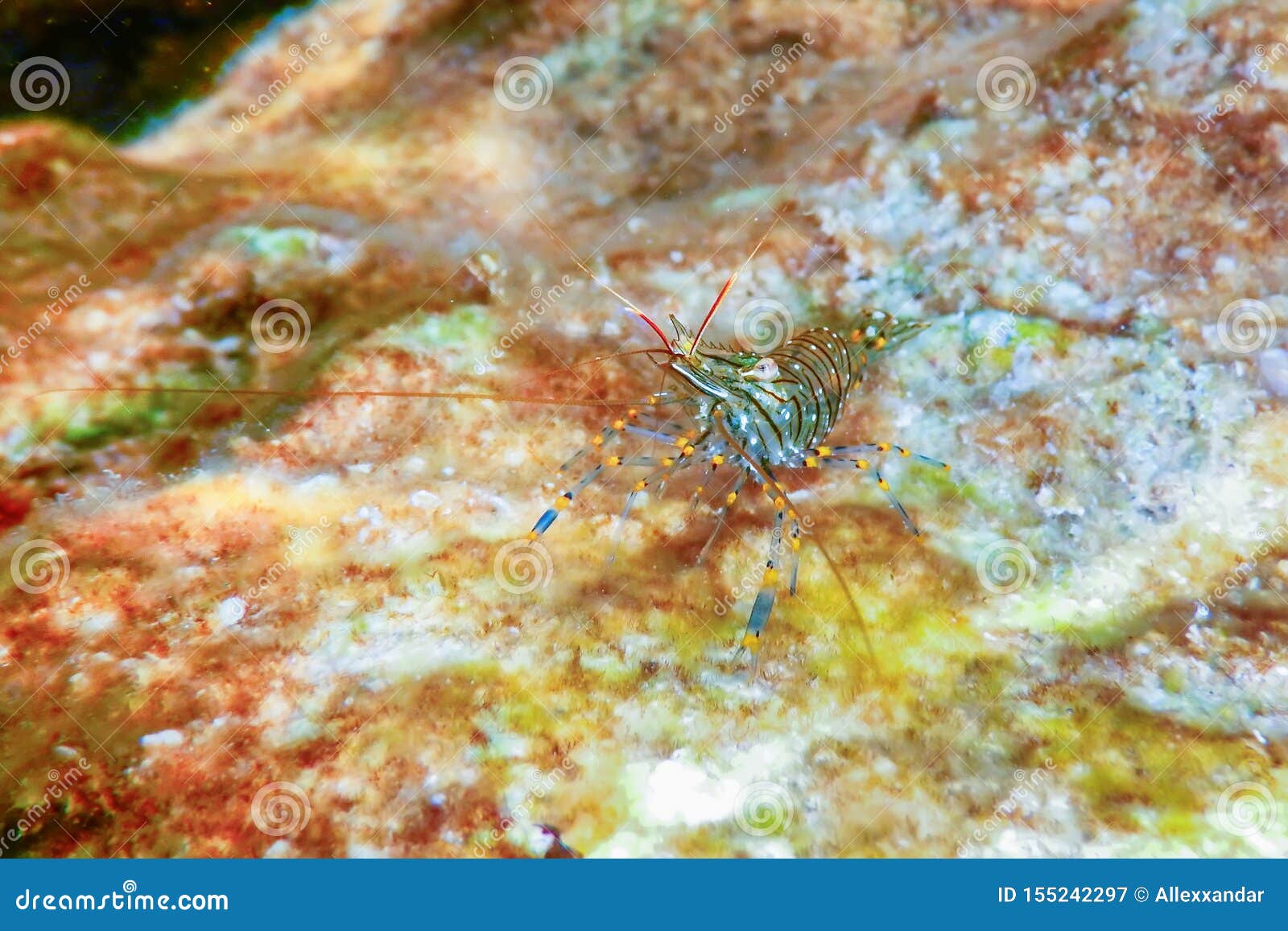 Rock Shrimp Underwater, Common Shrimp, Palaemon Serratus Underwater ...
