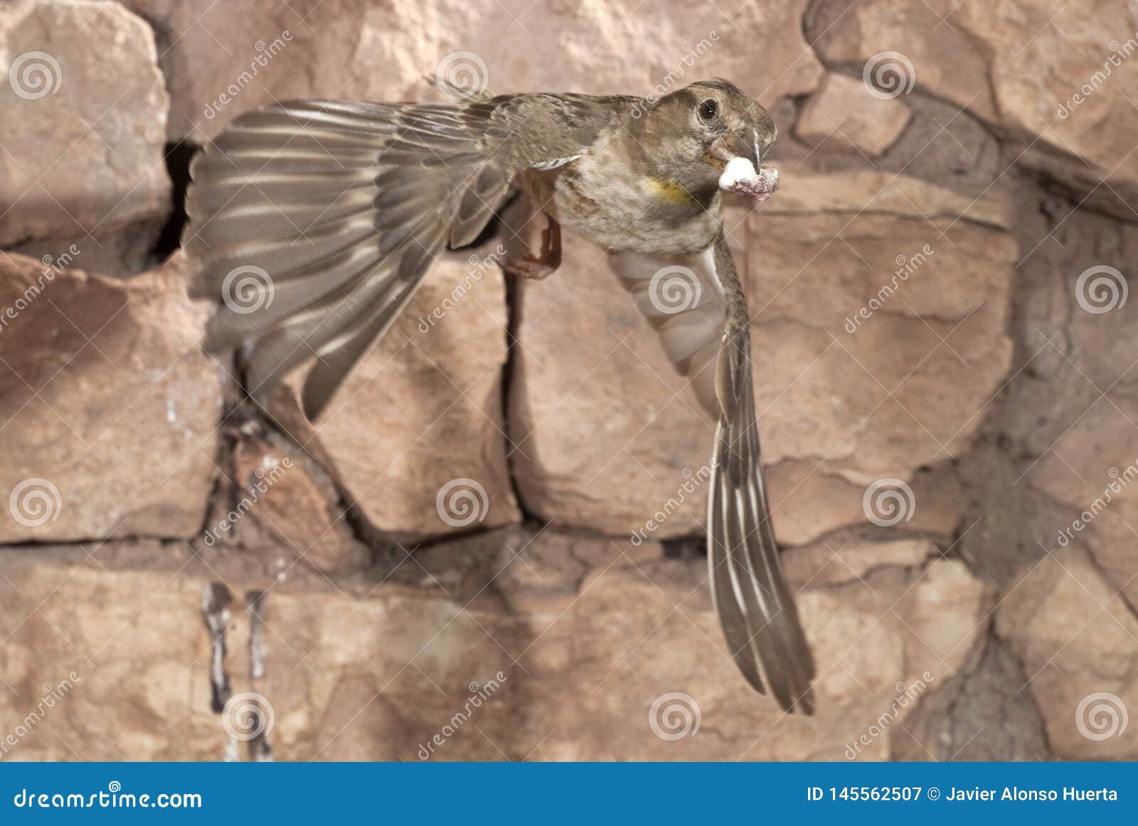 Rock Sparrow - Petronia Petronia Stock Image - Image of avian, chestnut ...