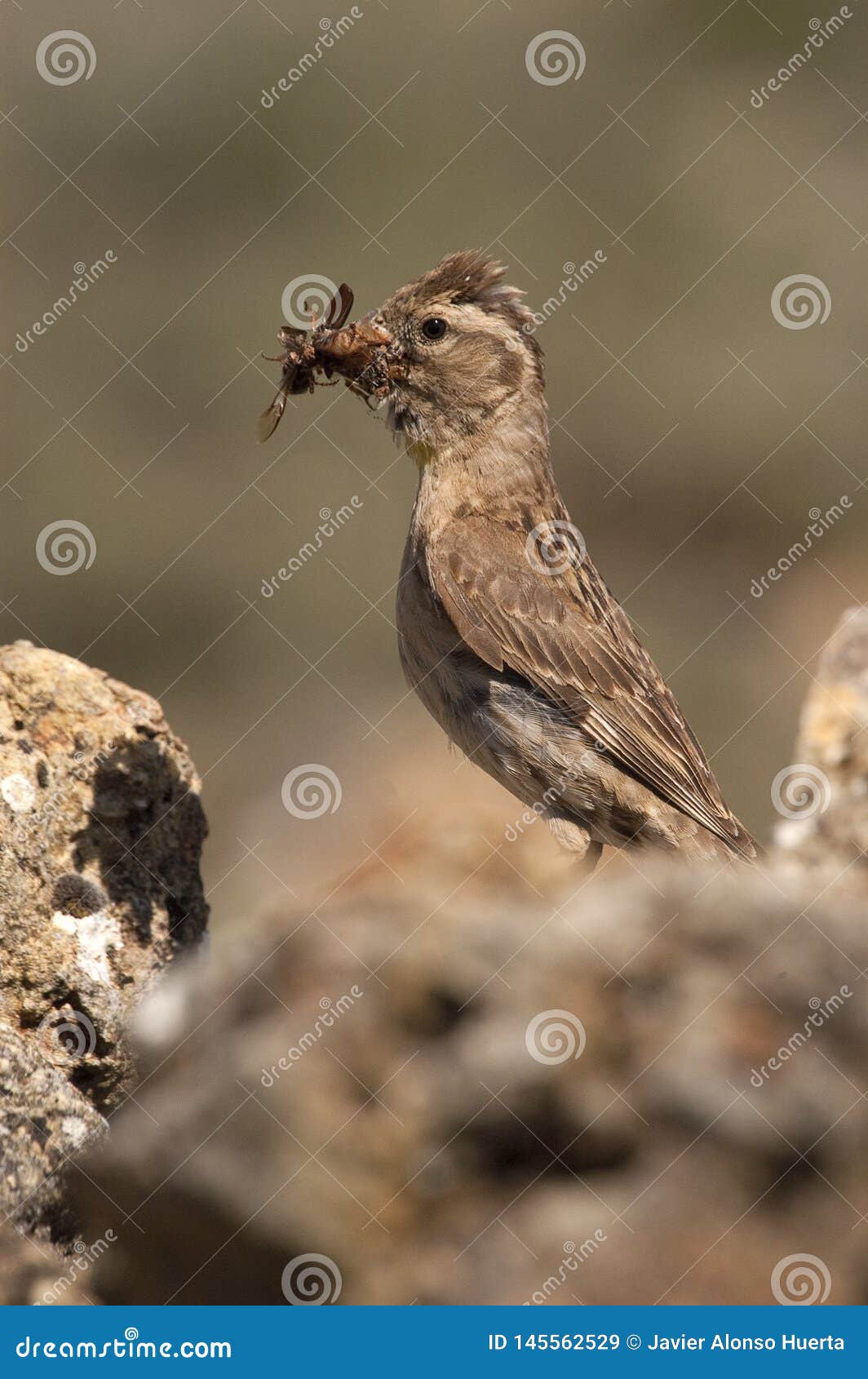 Rock Sparrow - Petronia Petronia with Insects Stock Image - Image of ...