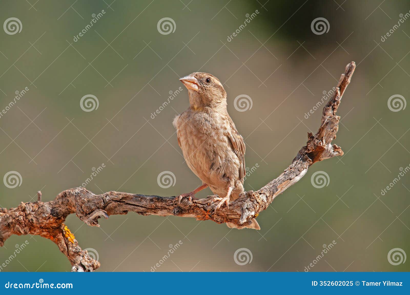 Rock Sparrow (Petronia Petronia) on a Tree Branch Stock Image - Image ...