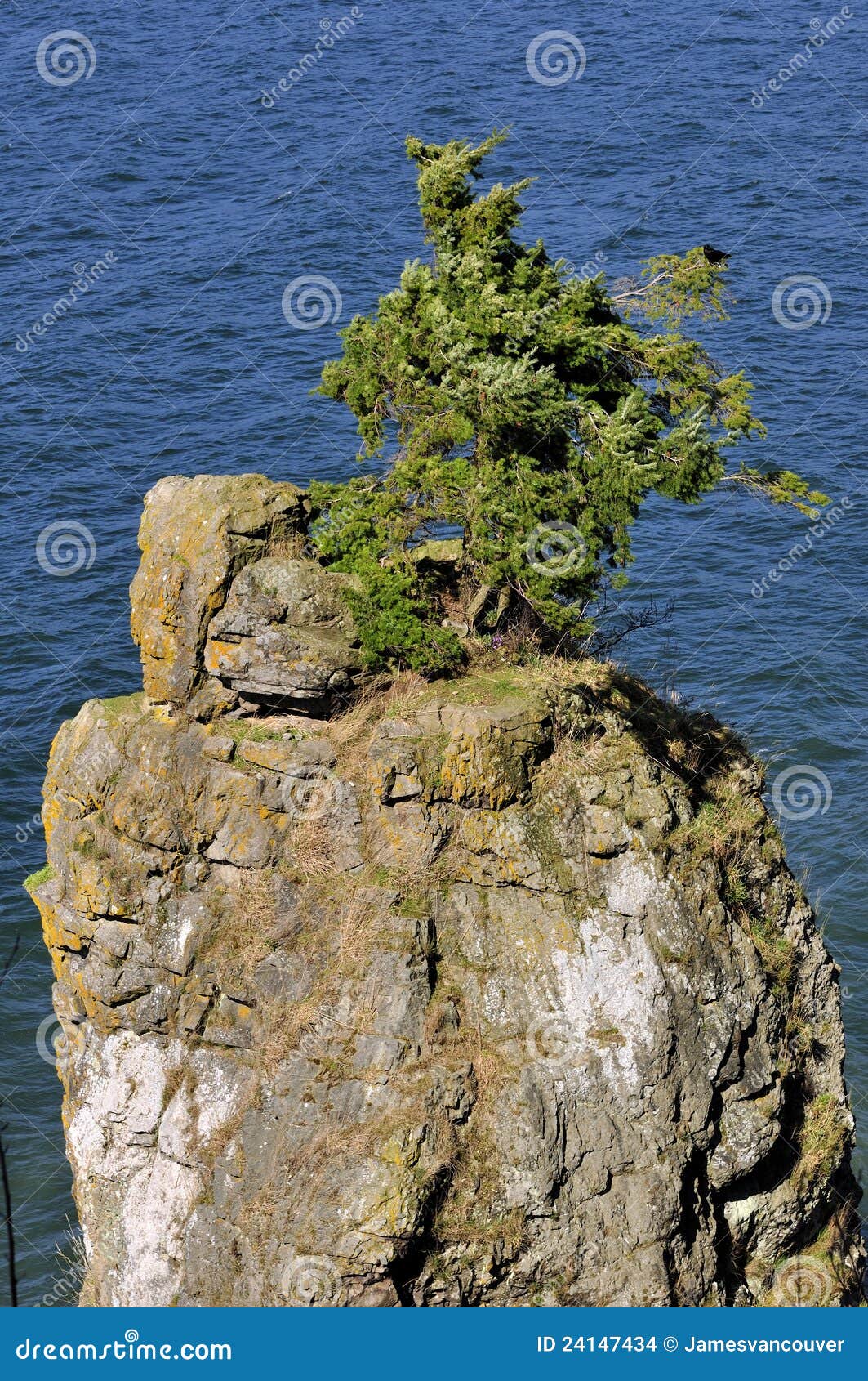 Rock Split By Tree Roots Stock Image | CartoonDealer.com #201262213