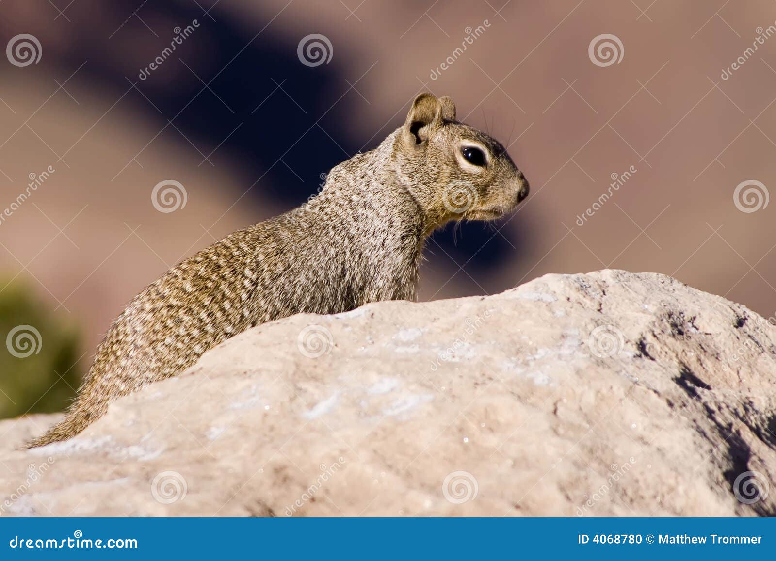 Rock Squirrel stock photo. Image of arizona, rock, rodent - 4068780