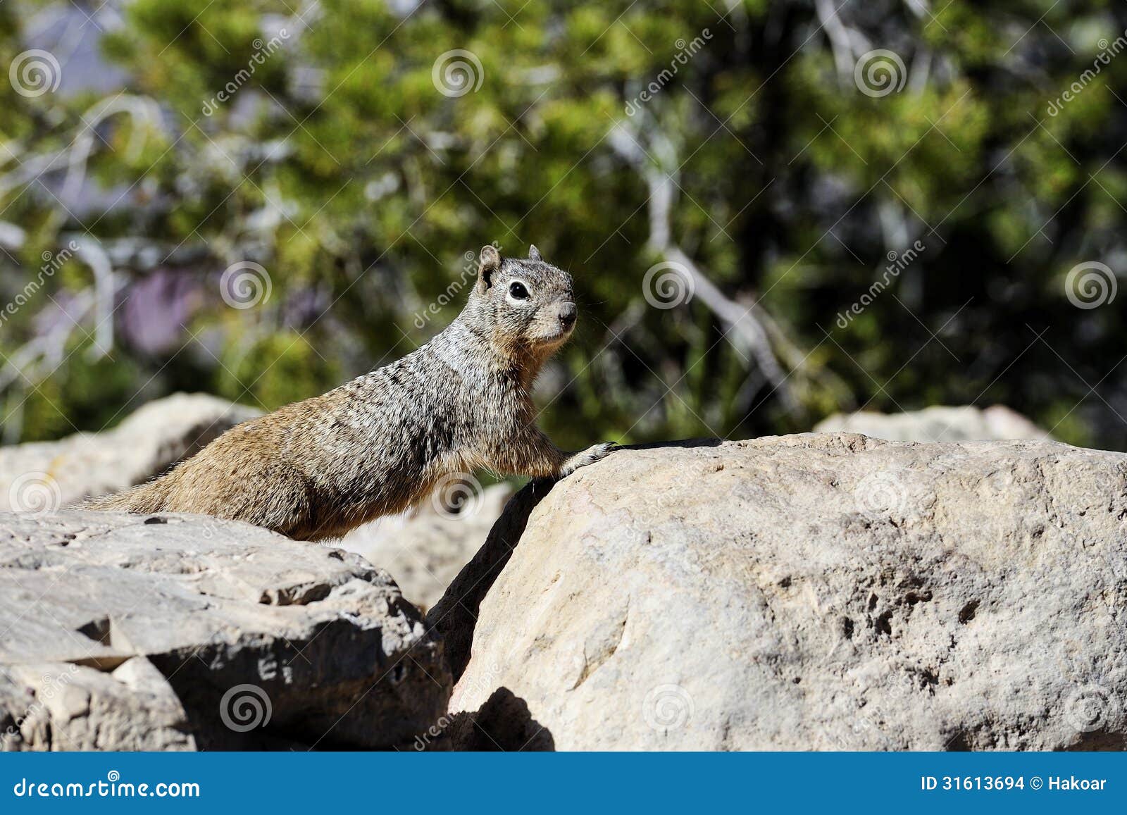 Rock squirrel, az stock photo. Image of animal, grand - 31613694