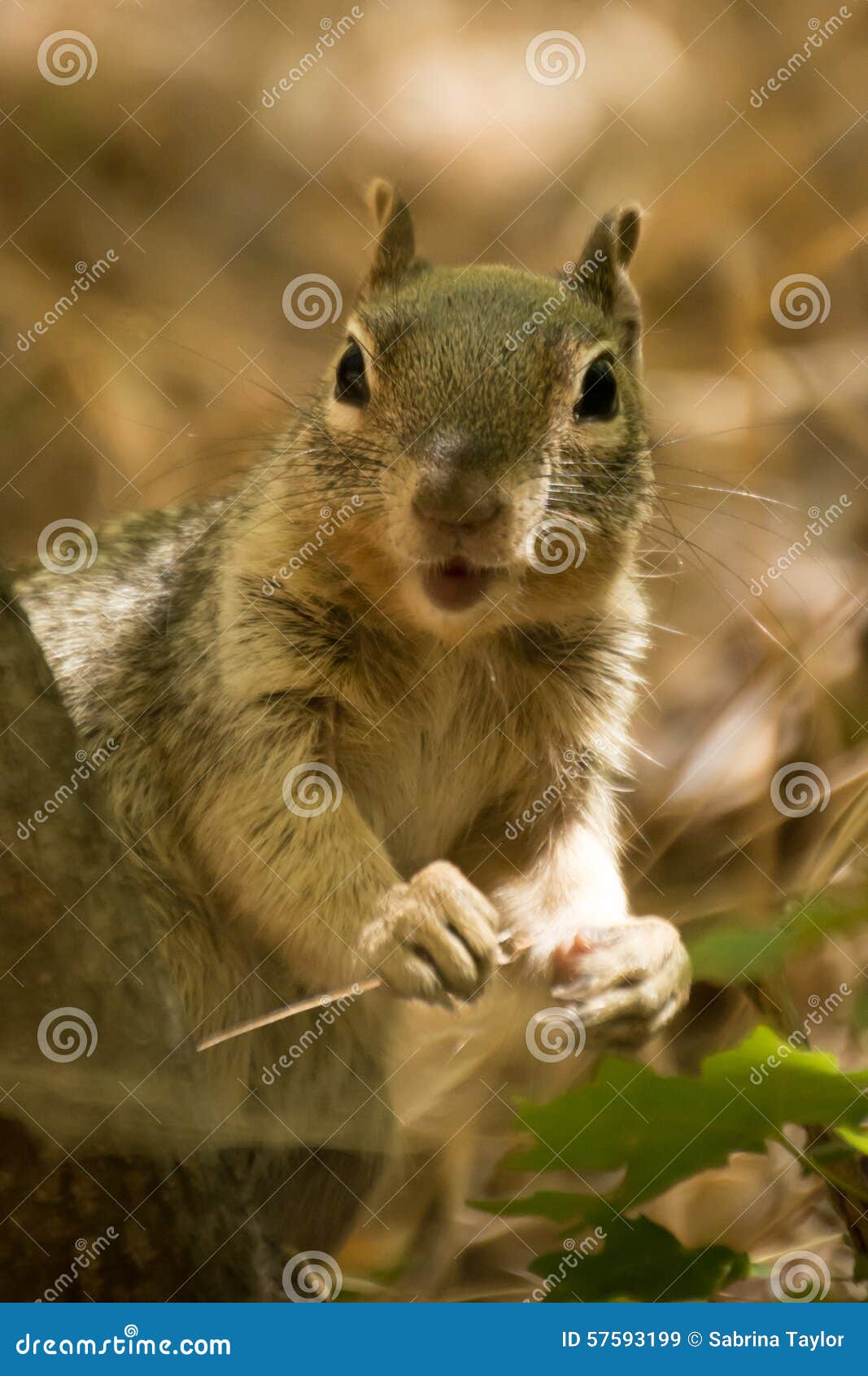 Rock Squirrel Stare stock image. Image of utah, park - 57593199