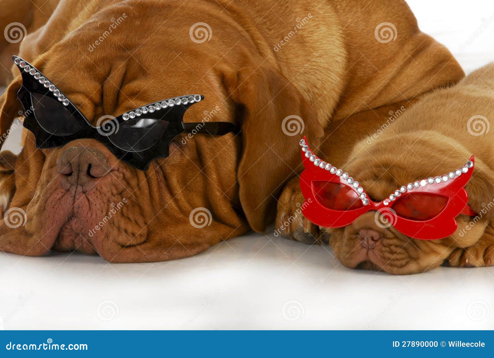 Rock star dogs stock photo. Image of entertainment, black - 27890000