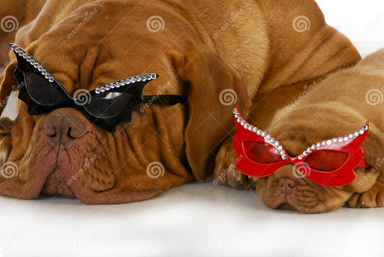 Rock star dogs stock photo. Image of entertainment, black - 27890000