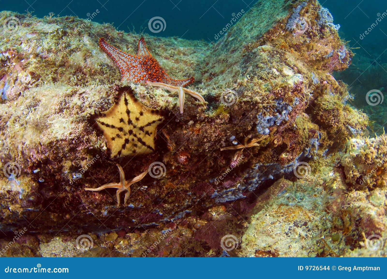 Rock Stars stock photo. Image of starfish, undersea, underwater - 9726544