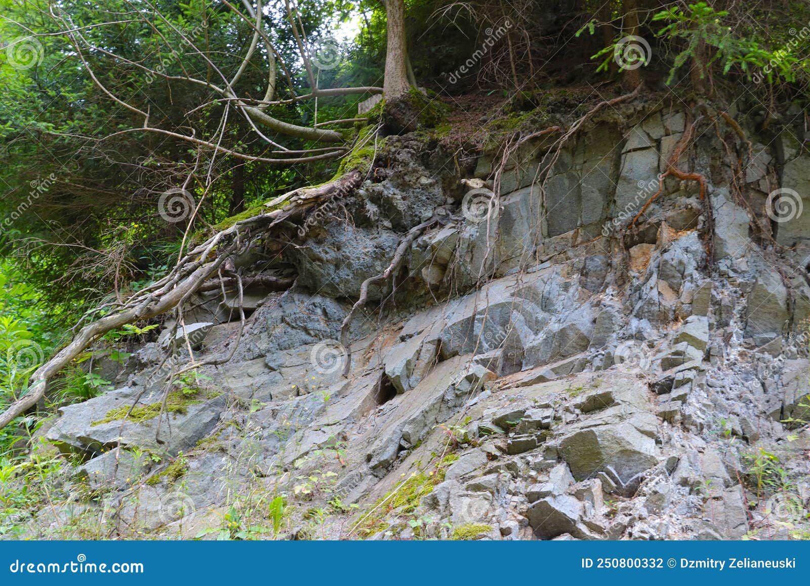 From the Rock Stick Out the Roots of a Tree in the Mountains. Stock ...