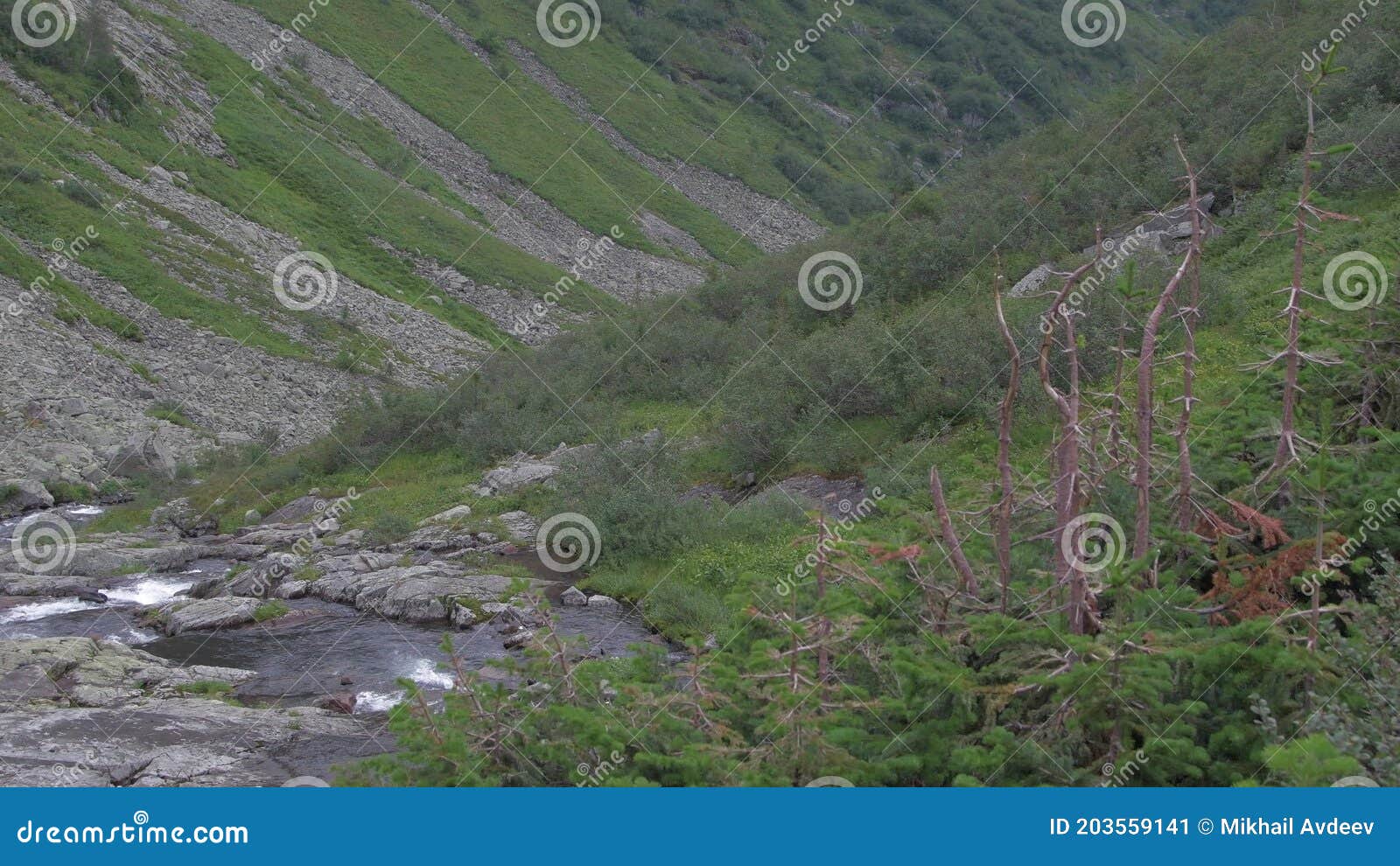 Rock Stream in Forest Valley. Mountain River Stock Video - Video of ...