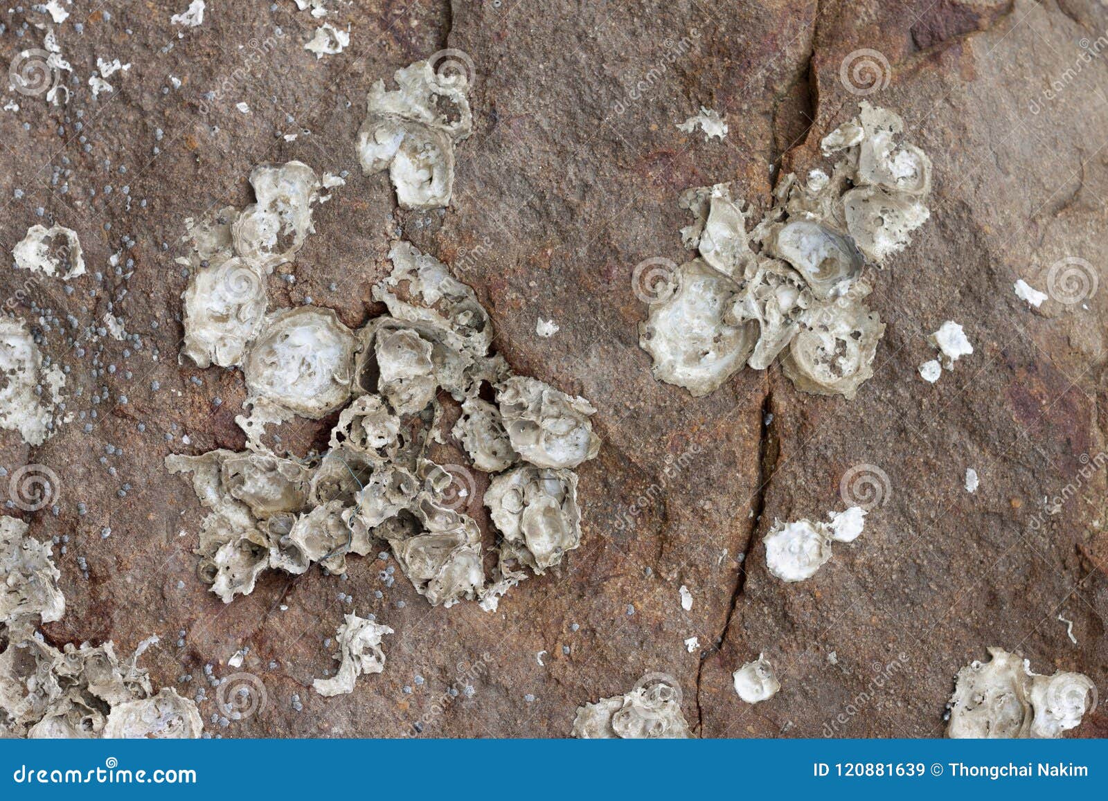 The rock with dead shells. stock image. Image of creature - 120881639