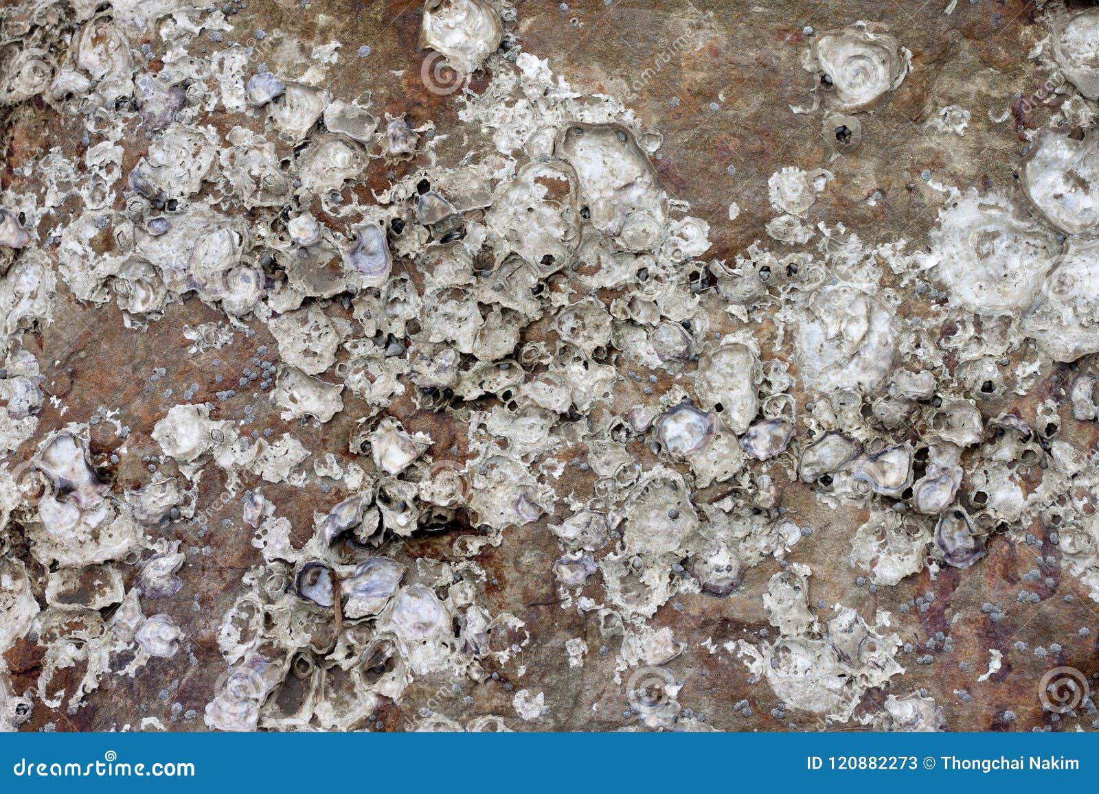 The rock with dead shells. stock image. Image of coastline - 120882273