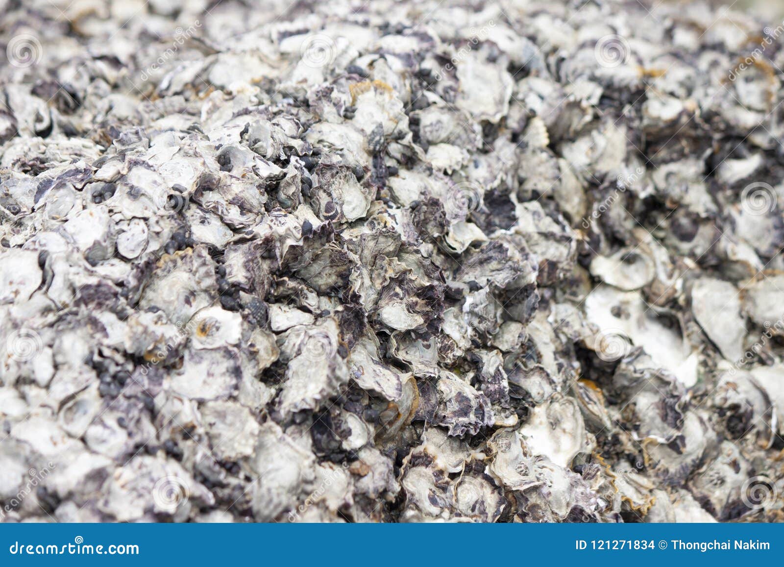 The rock with dead shells. stock photo. Image of limpets - 121271834