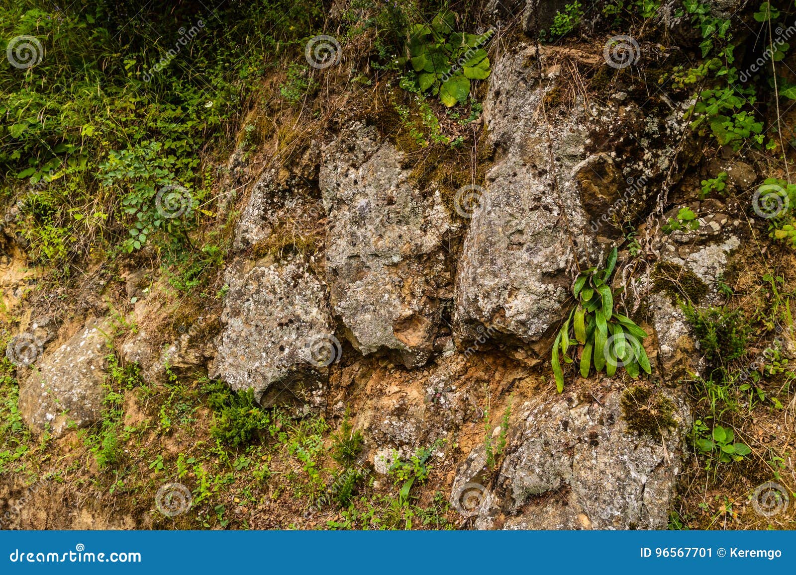 Rock Surface with Vegetation Stock Image - Image of woods, landscape ...