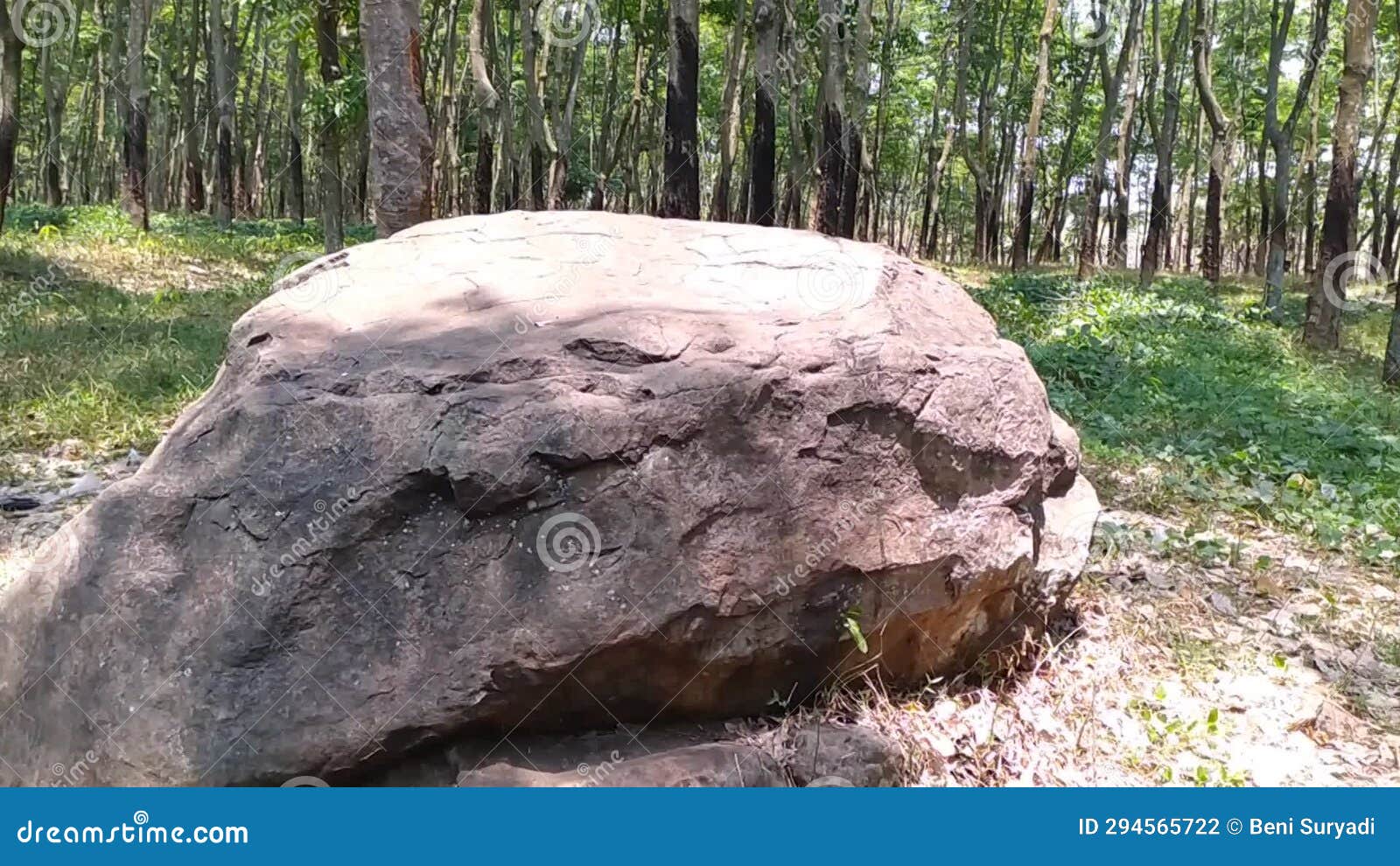 Rock Surrounded by Rubber Trees Forrest Stock Footage - Video of ...