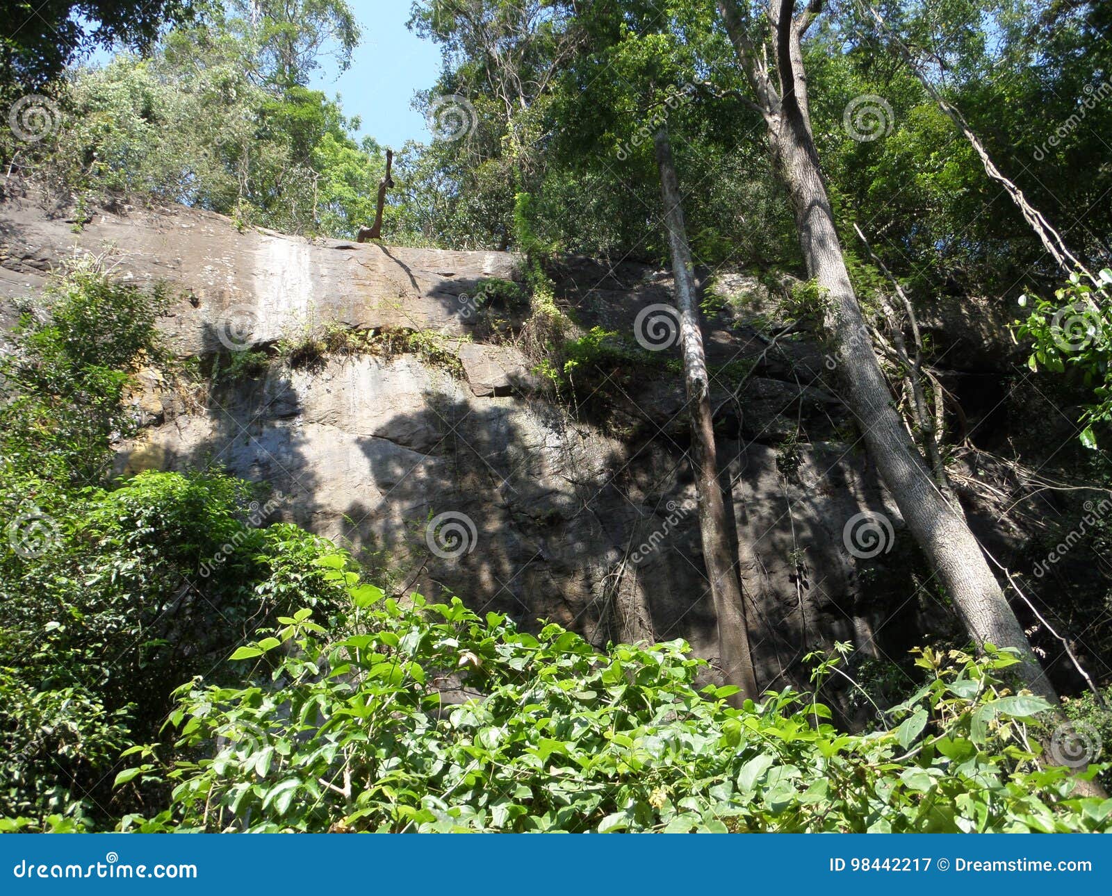 Rock Surrounded by Trees stock image. Image of jungle - 98442217