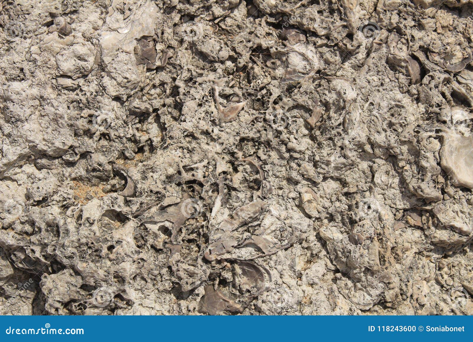 Rock Texture with Marine Fossils Stock Photo - Image of arthropod ...