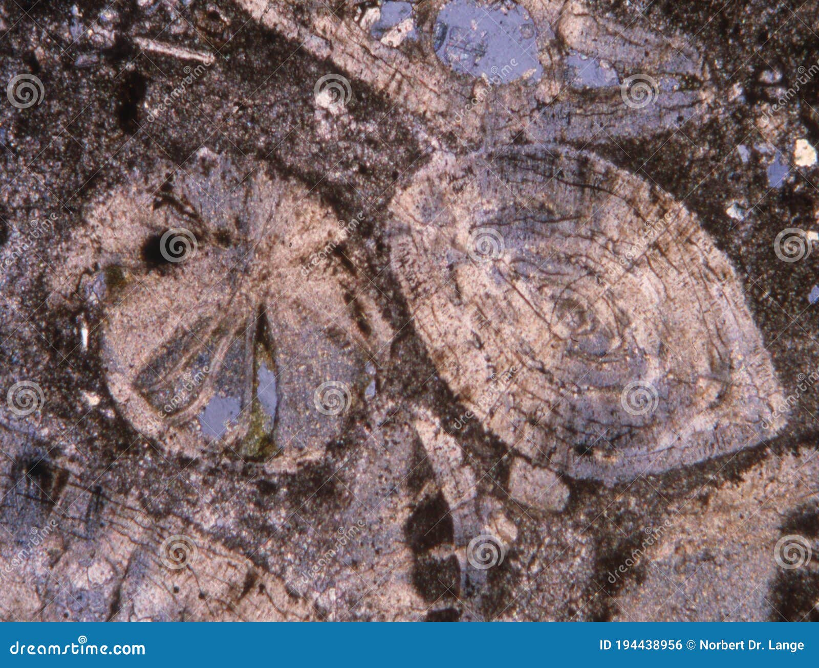 Thin Section Of Triassic Carbonate Under The Microscope Royalty-Free ...