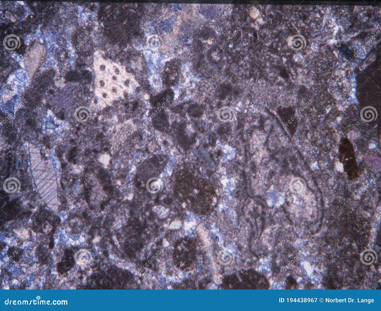 Thin Section Of Miocene Limestone Under The Microscope Stock Photo ...