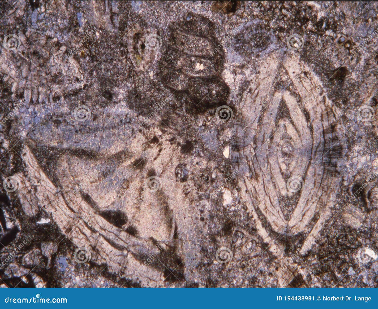 Rock Thin Section With Fossils Royalty-Free Stock Photography ...