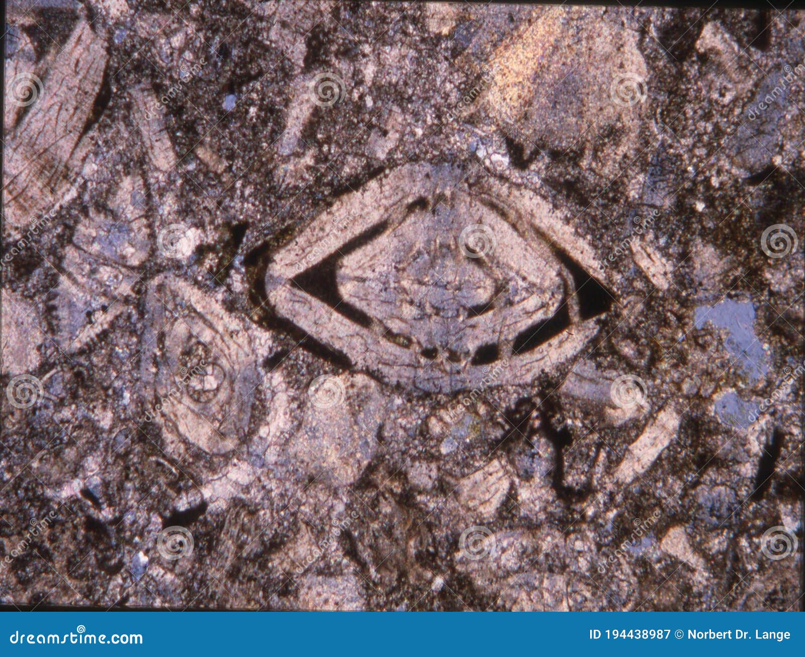 Thin Section Of Miocene Limestone Under The Microscope Royalty-Free ...