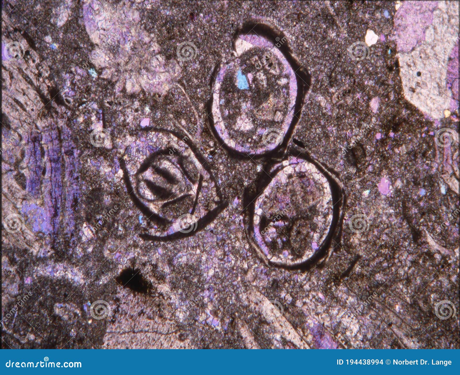 Rock Thin Section with Fossils Stock Photo - Image of years, polarized ...