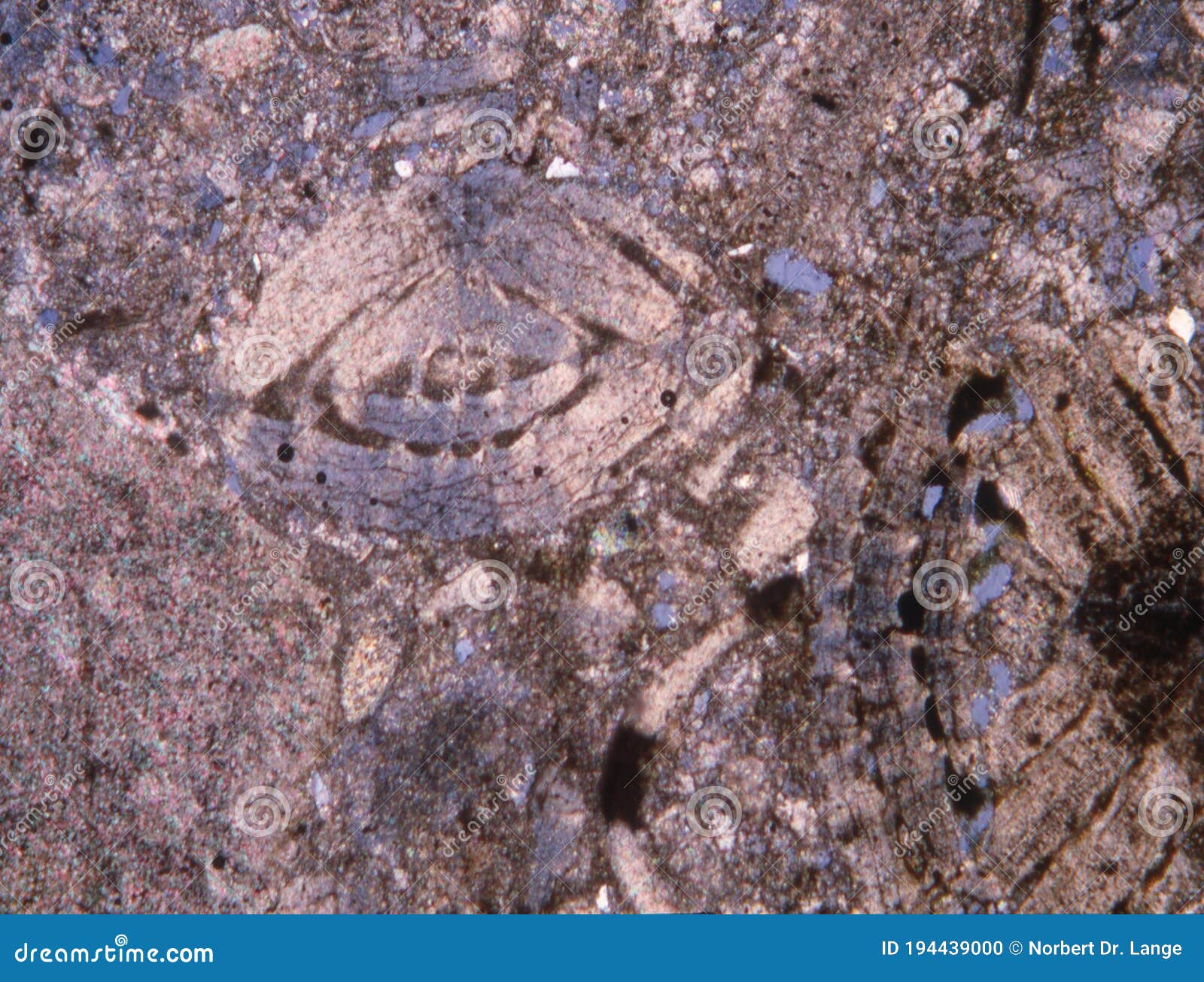 Rock Thin Section With Fossils Royalty-Free Stock Photography ...