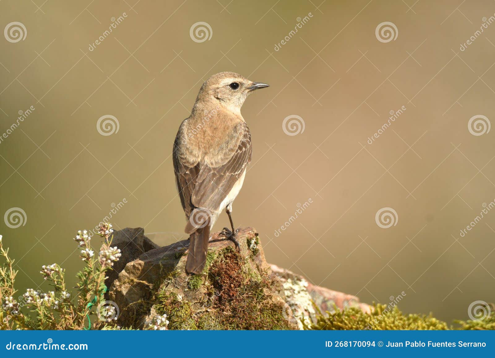 Rock Thrush in the Field in Spring Stock Photo - Image of buzzard ...