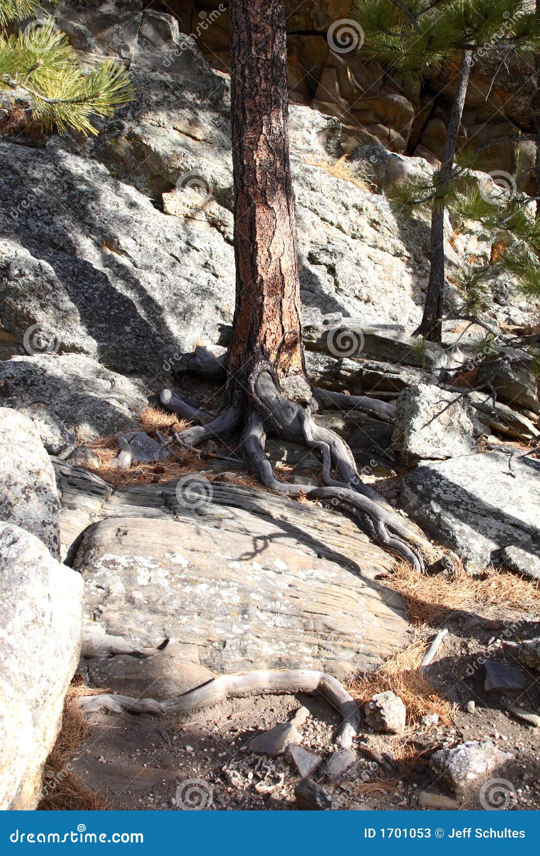 Rock Tree stock image. Image of rock, forest, tree, pine - 1701053