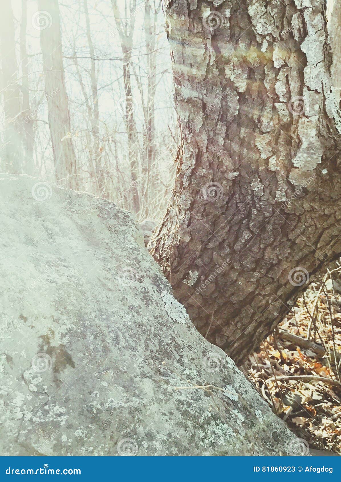 Rock tree stock image. Image of york, nature, rock, tree - 81860923