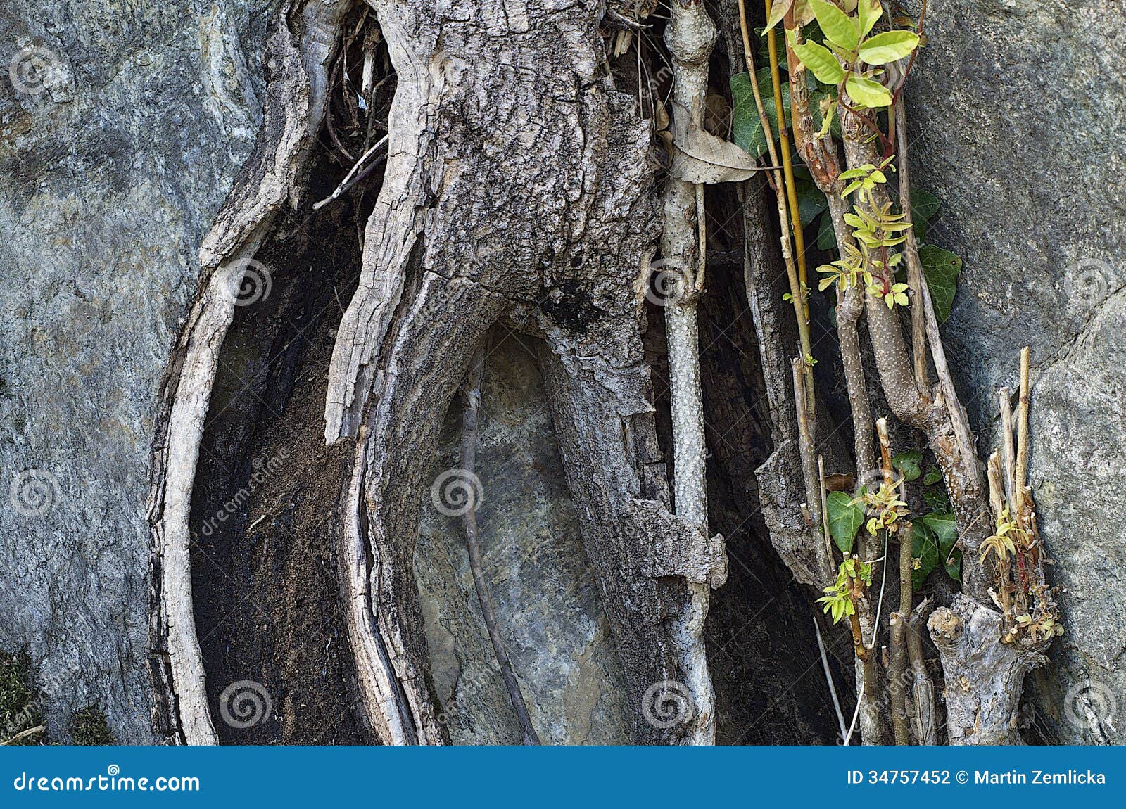 Rock and tree in autumn stock photo. Image of stem, trunk - 34757452