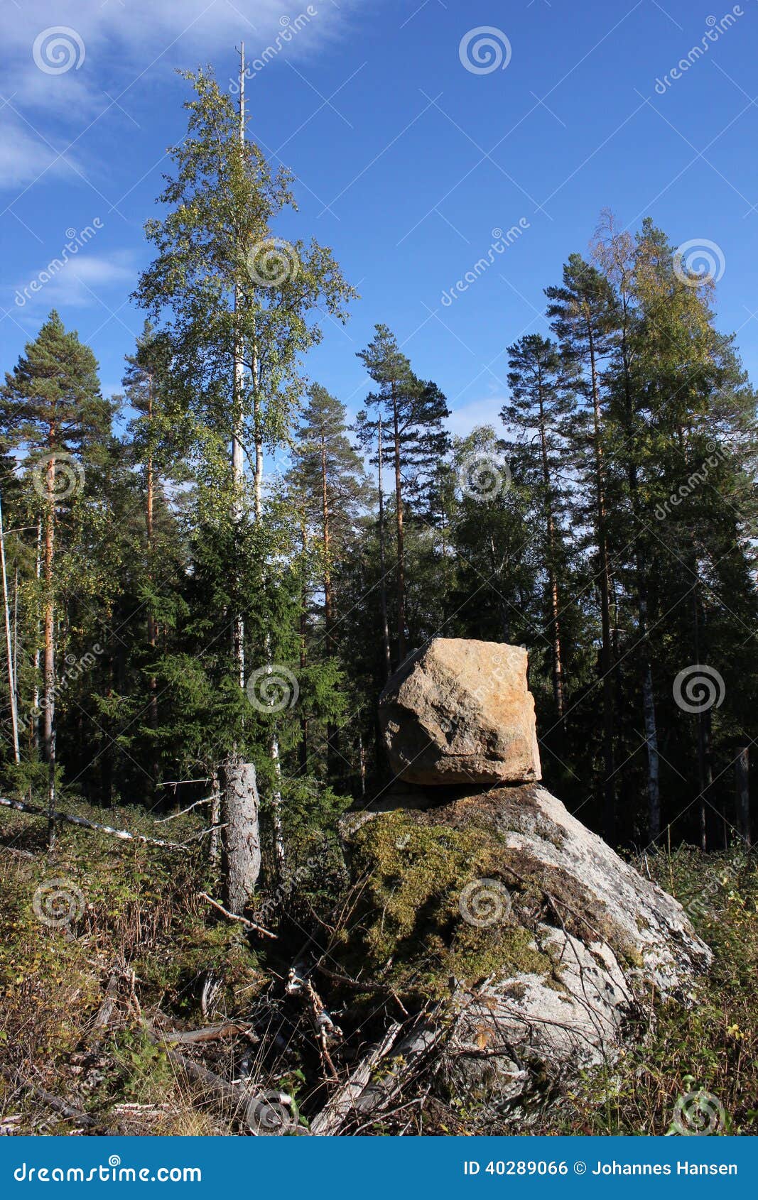 Rock and Tree stock photo. Image of environment, moss - 40289066