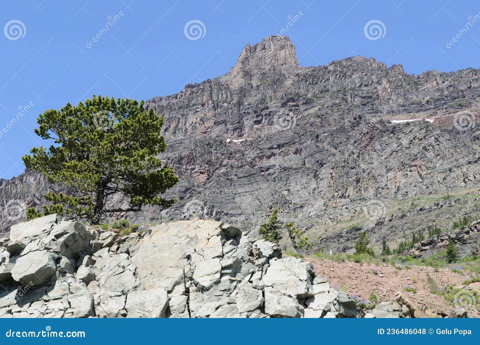 Rock and Tree, Glacier National Park Stock Photo - Image of natural ...