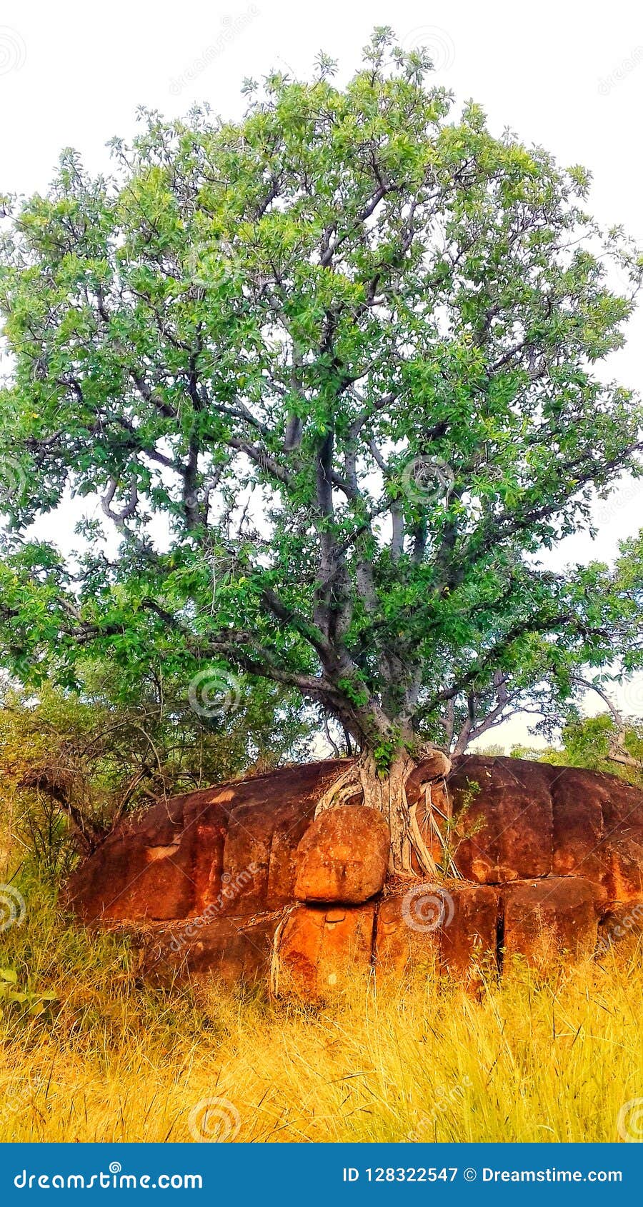 Rock tree stock image. Image of growing, brits, tree - 128322547