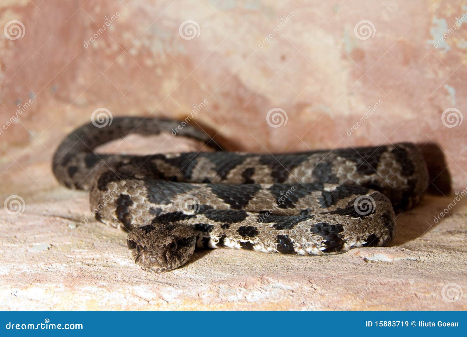 Rock Viper stock image. Image of lethal, venomous, predator - 15883719