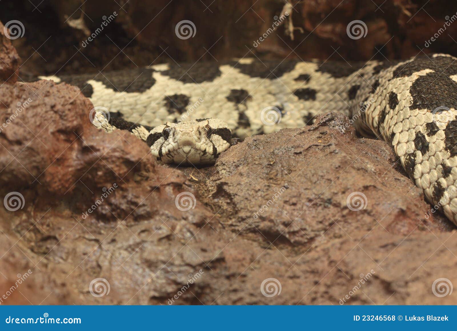 Rock viper stock photo. Image of coastal, turkish, vipera - 23246568