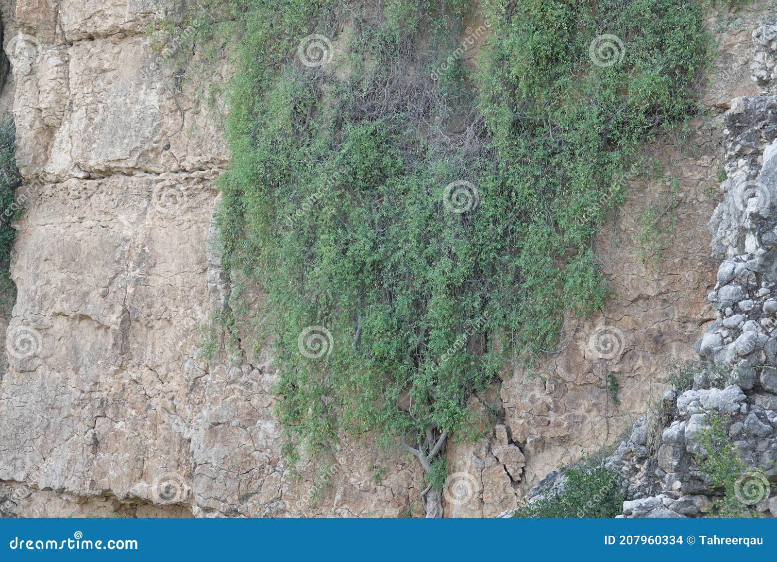 Rock wall and greenery stock photo. Image of plants - 207960334