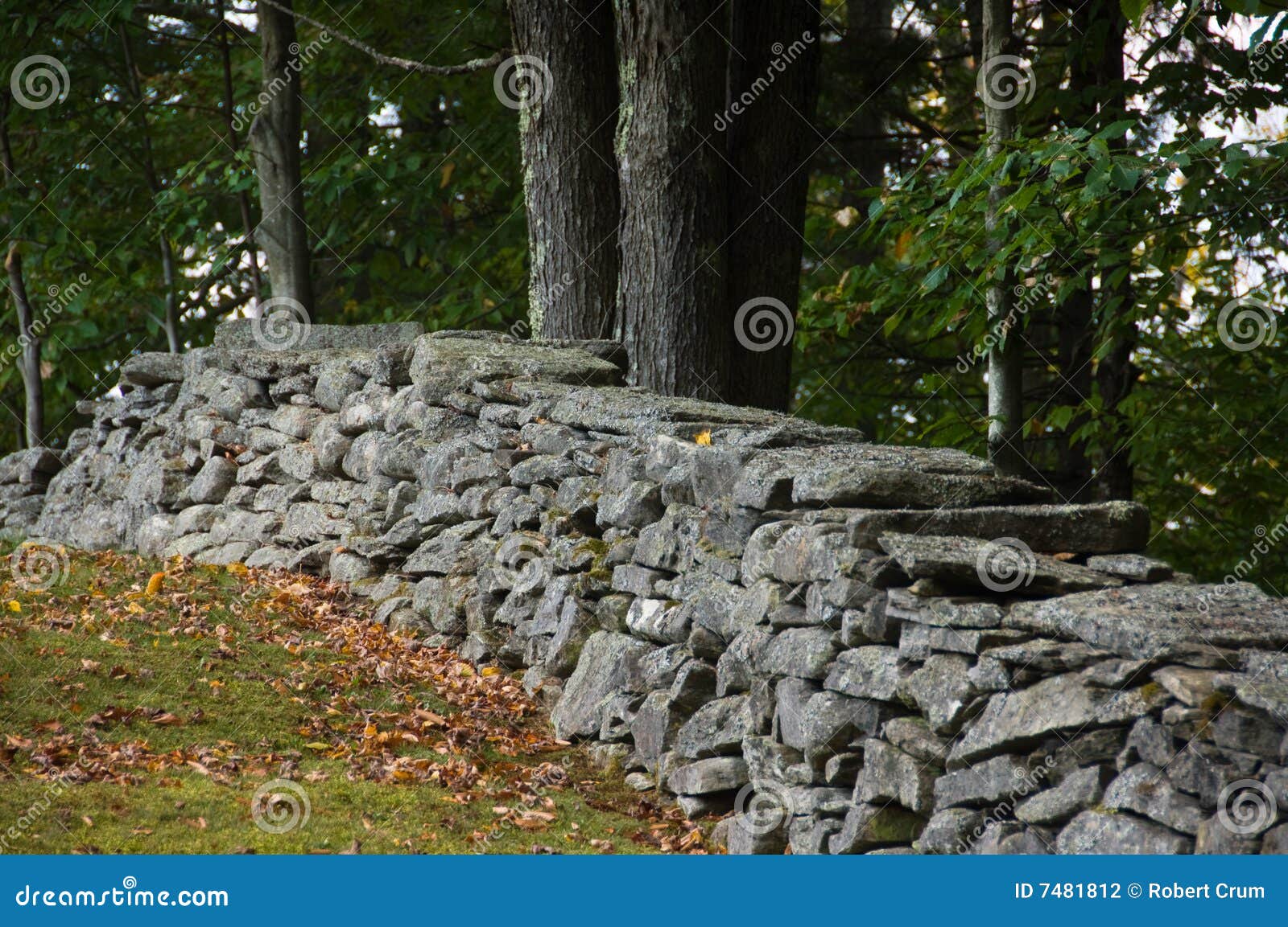 Rock wall, New England stock photo. Image of leaves, grasses - 7481812