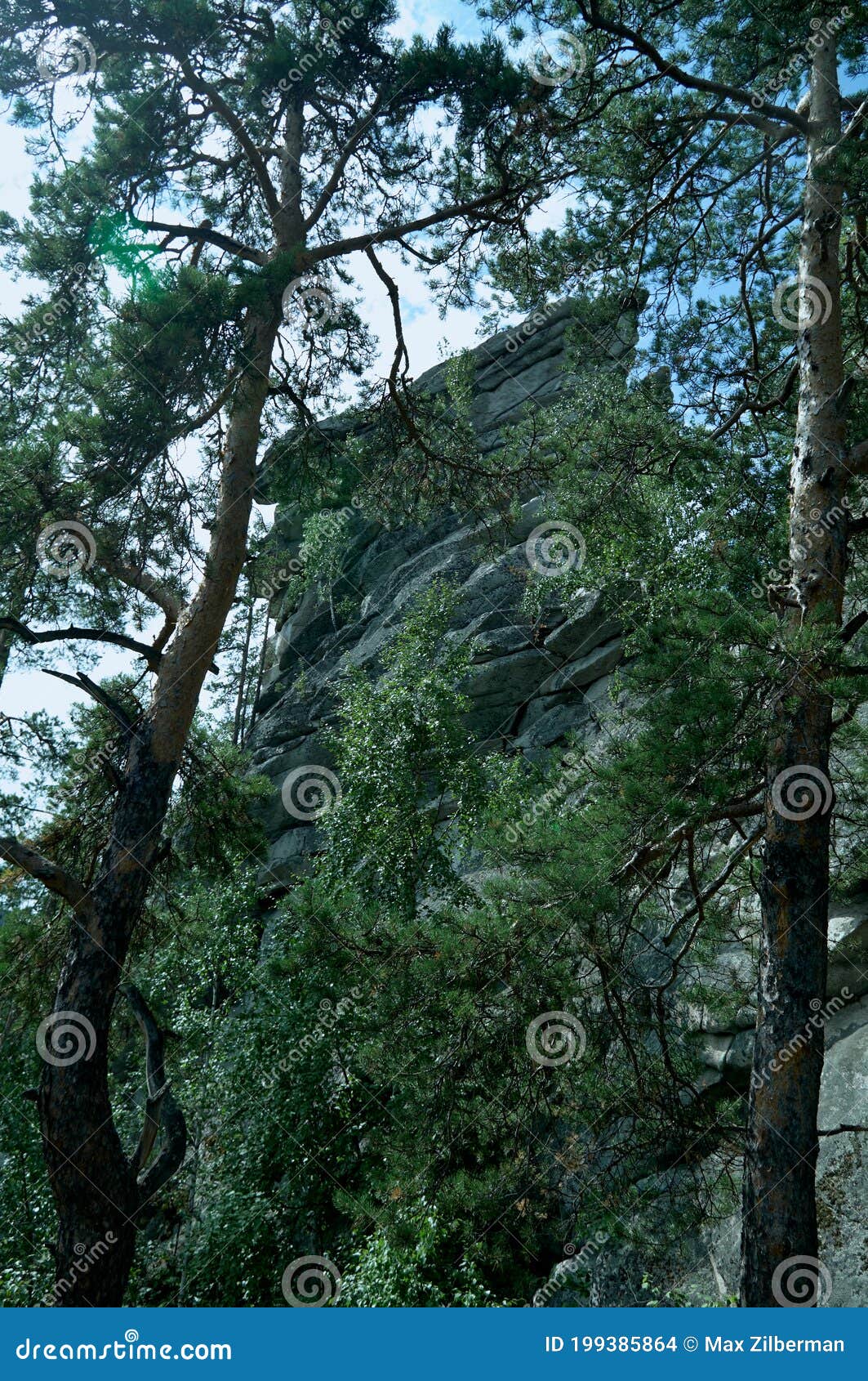 Rock Wall in Pine Forest. Sunny Summer Day Stock Photo - Image of ...