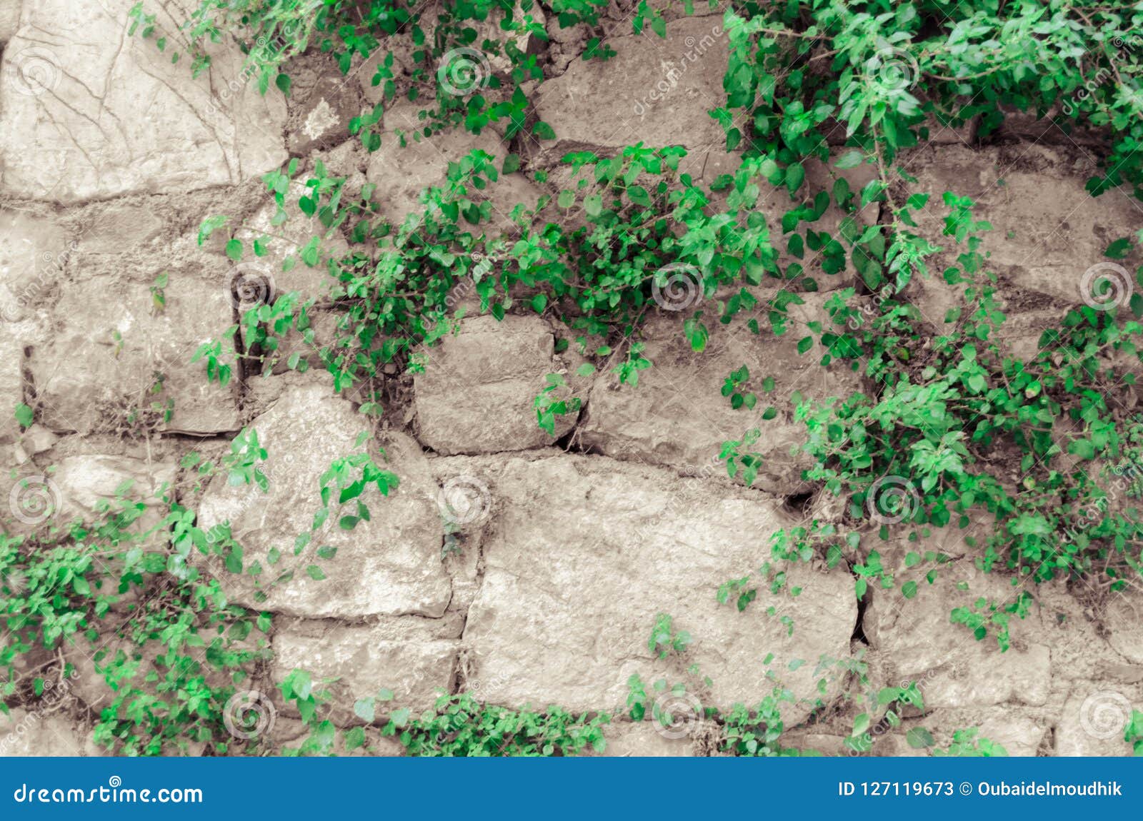 Rock Wall with Plants on it Stock Image - Image of vintage, brown ...