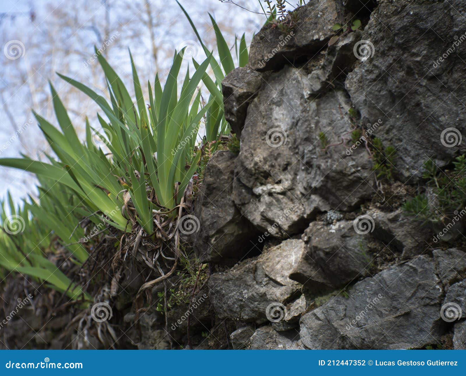 Rock wall with plants stock photo. Image of nature, grass - 212447352