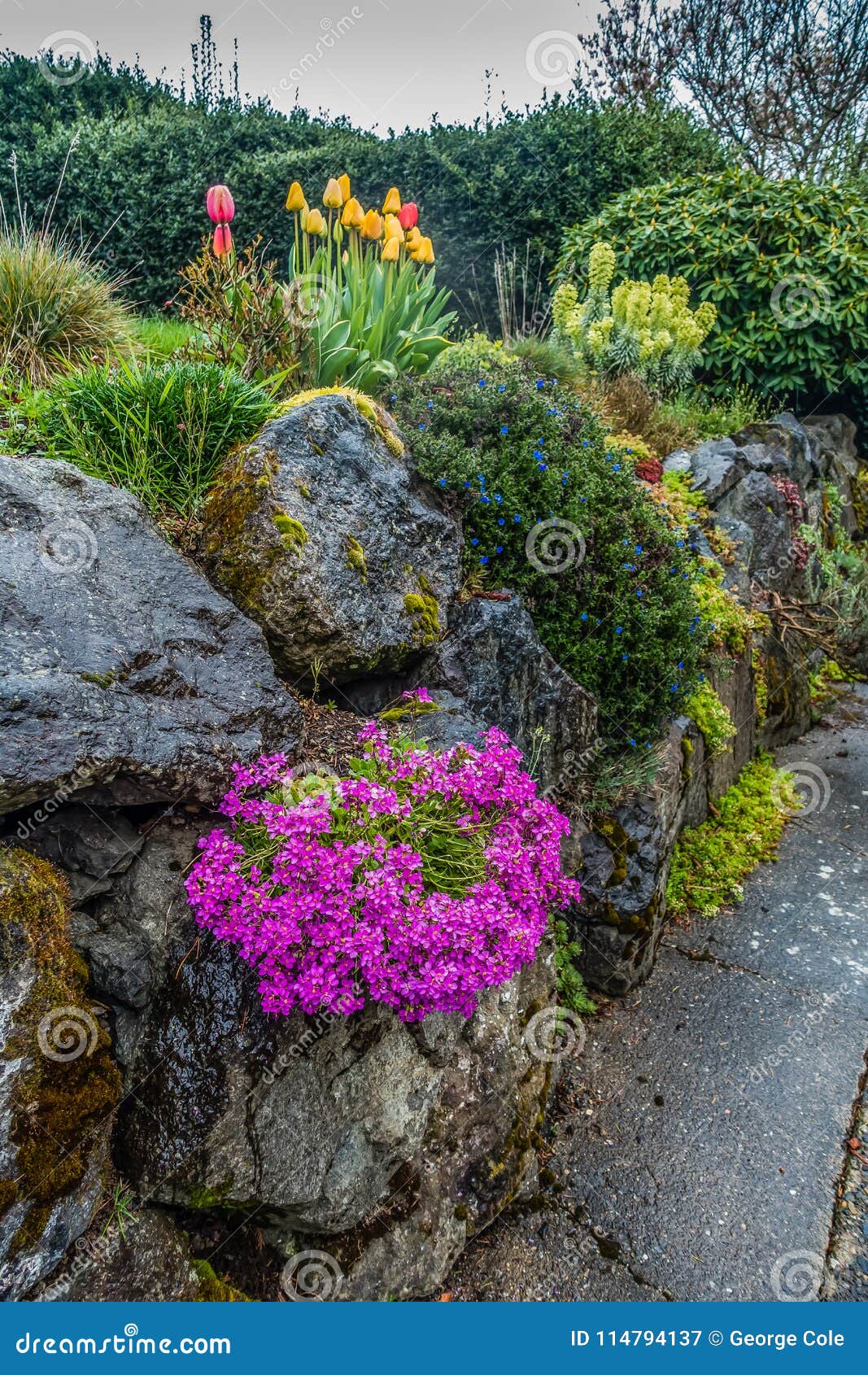 Rock Wall Plants 2 stock image. Image of blooming, growing - 114794137