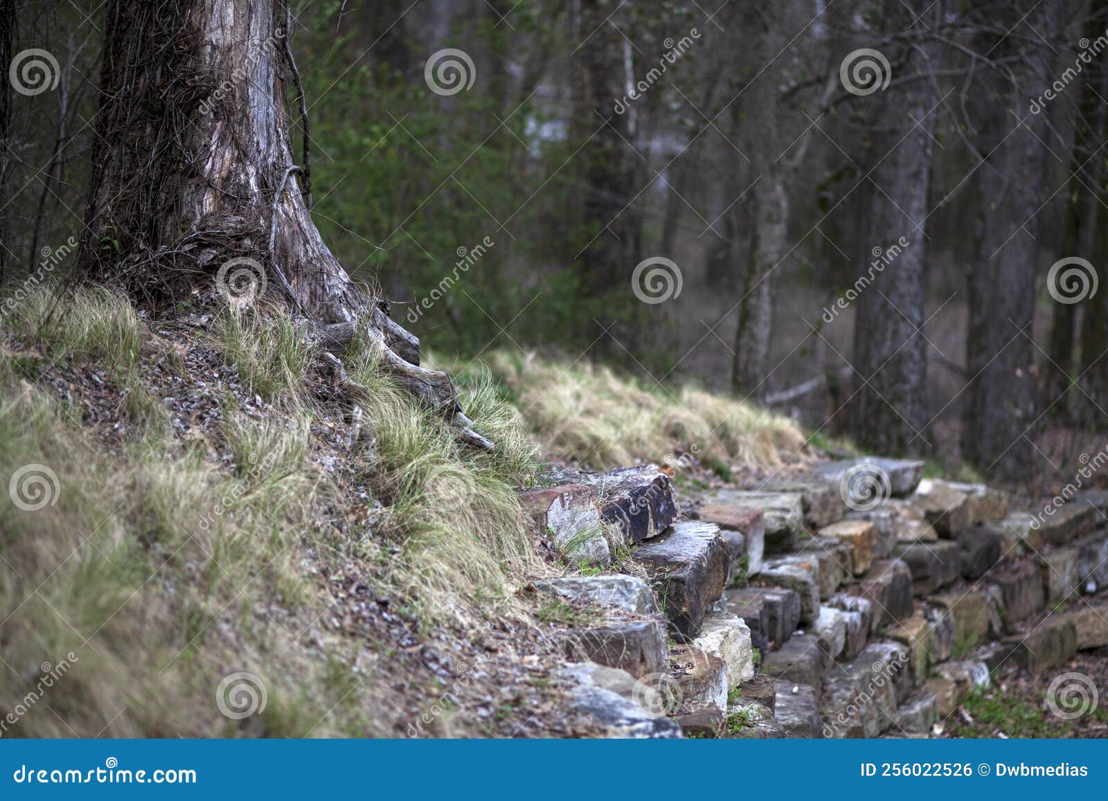 Rock wall stock photo. Image of tree, grass, woods, wall - 256022526