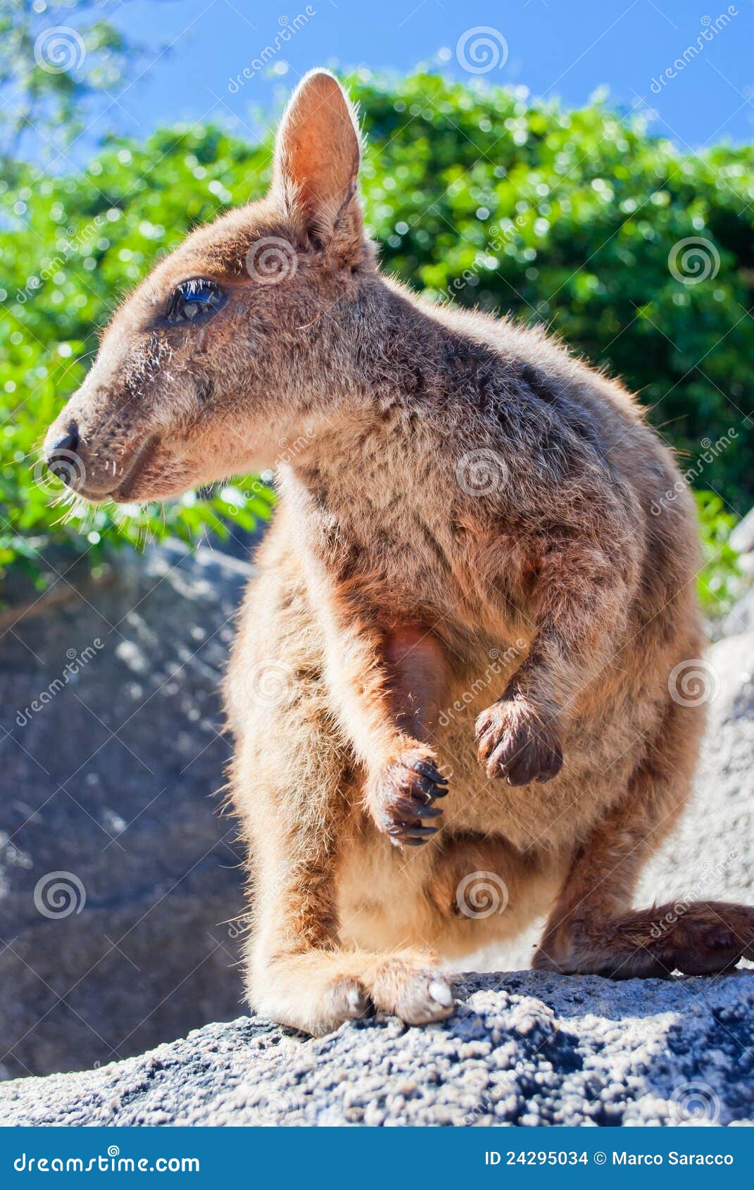 Rock Wallaby stock photo. Image of rock, wild, friendly - 24295034