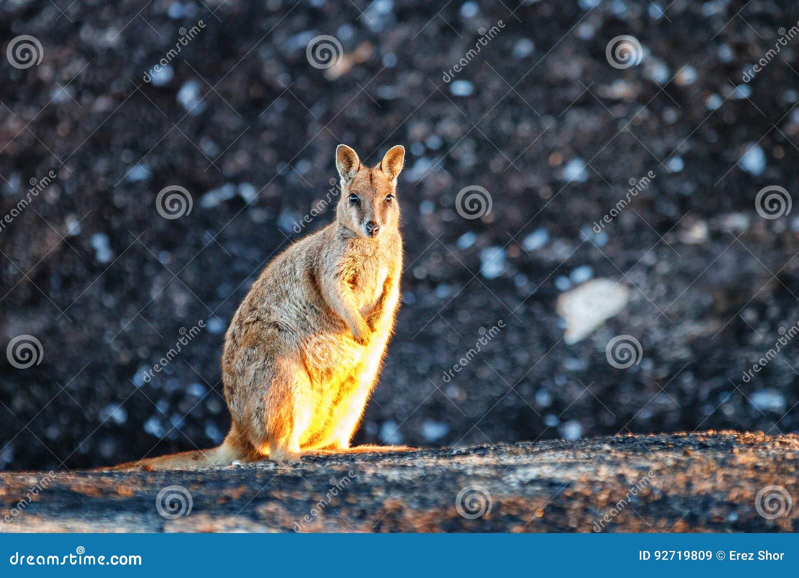 Rock wallaby stock image. Image of blue, bush, cloud - 92719809