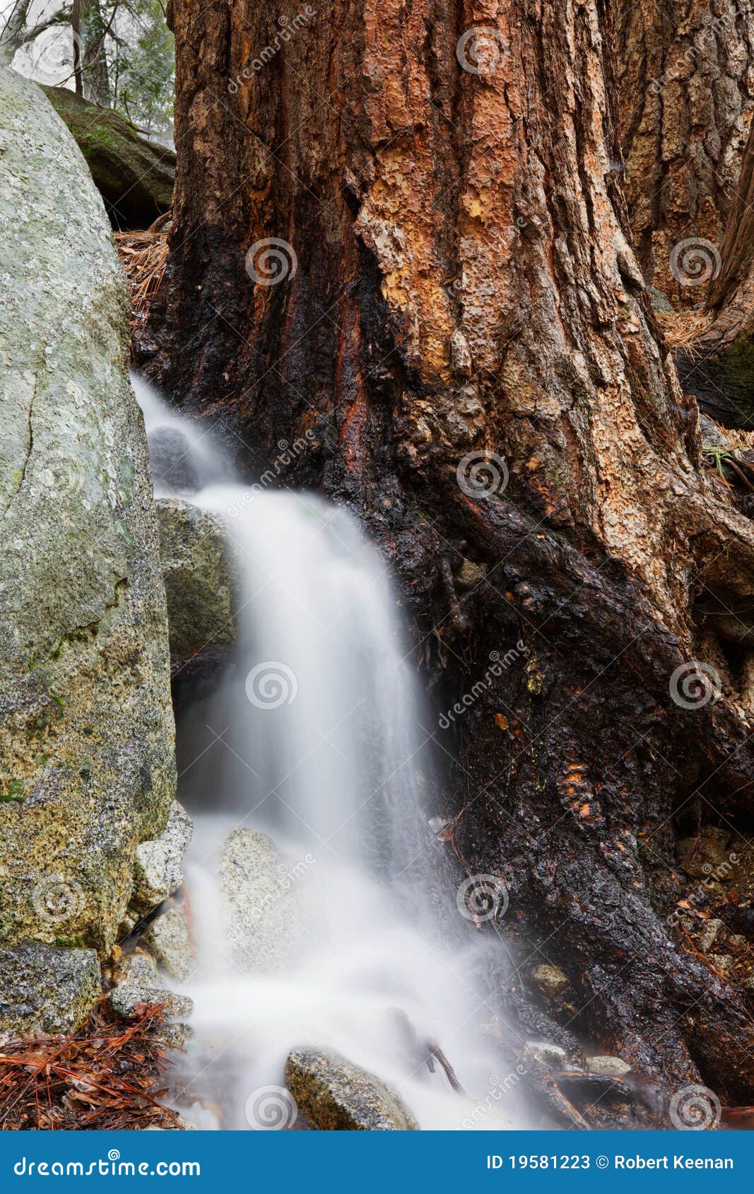 Rock water tree stock image. Image of creek, tree, stone - 19581223