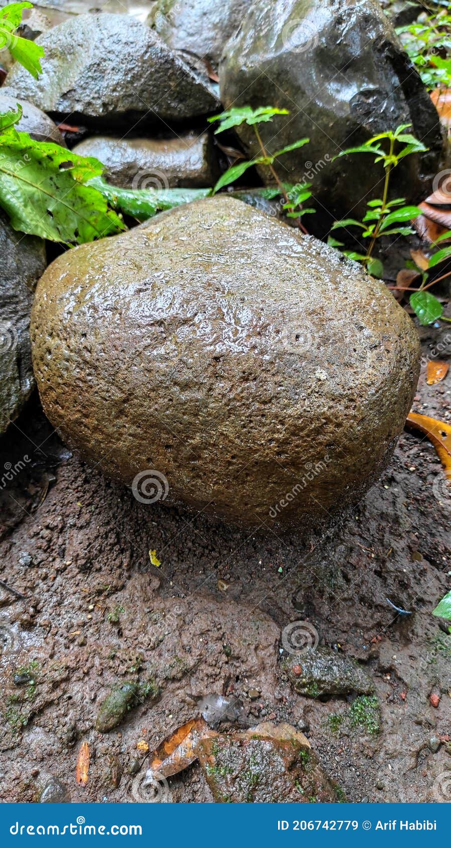 A rock wet with rain stock image. Image of wood, rock - 206742779