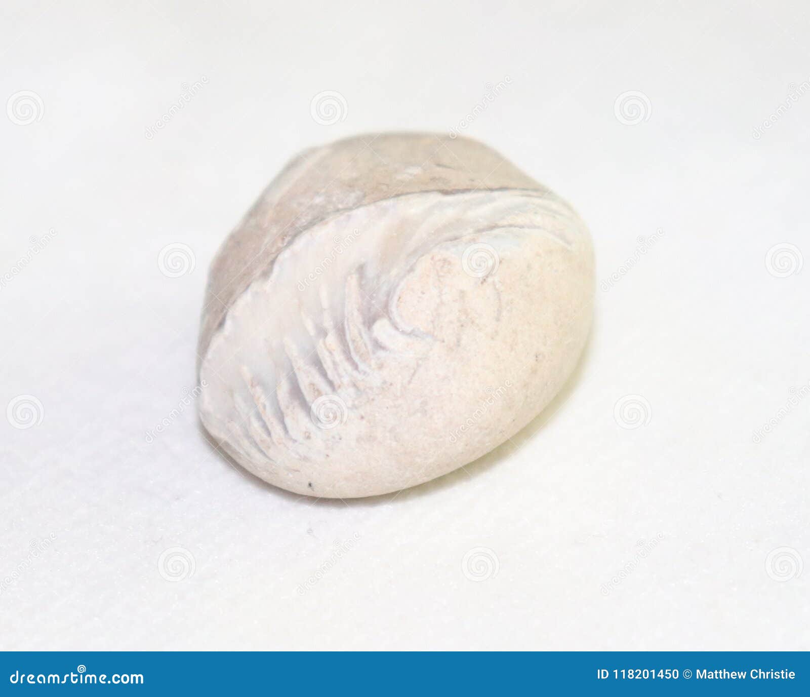 Rock, White, Sea Shell Shape, White Background Stock Photo - Image of ...