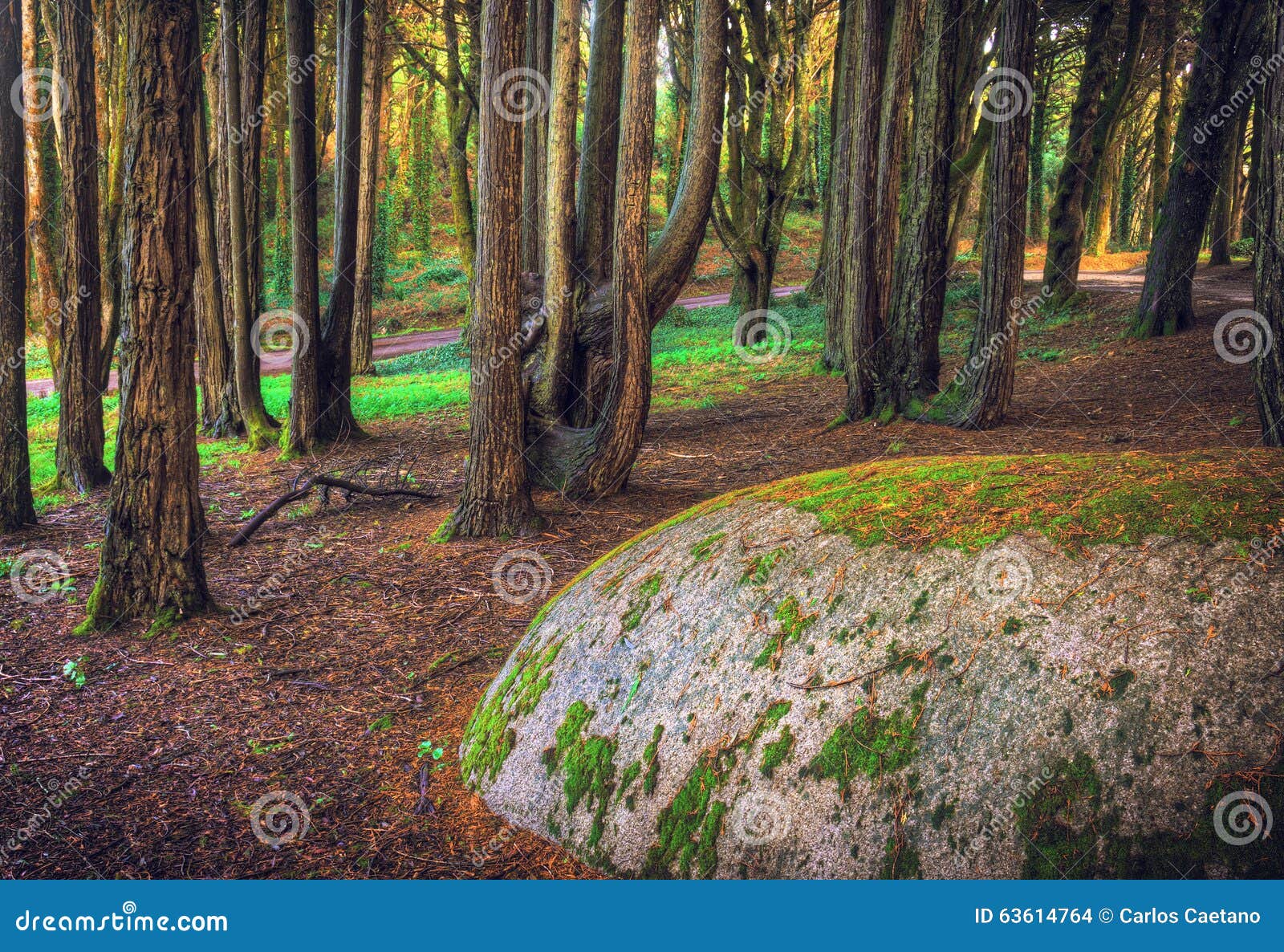 Rock on Woods stock photo. Image of scenery, moss, light - 63614764