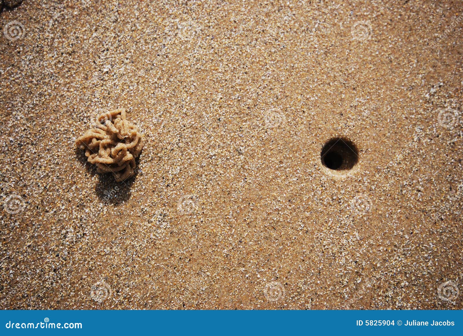 Rock worm stock photo. Image of rock, wildlife, animal - 5825904