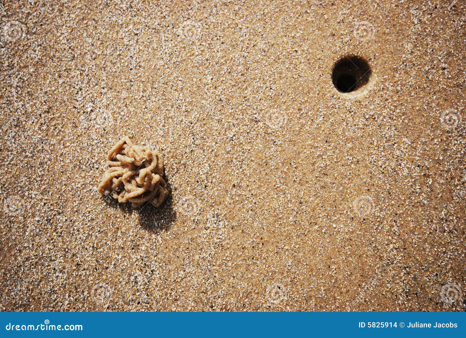 Rock worm stock photo. Image of brown, conceptual, beach - 5825914